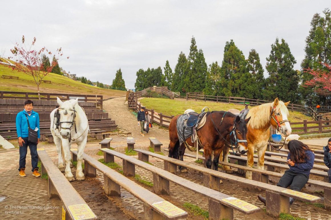 21 photos to inspire you to visit Cingjing (Taiwan) • The Petite Wanderess